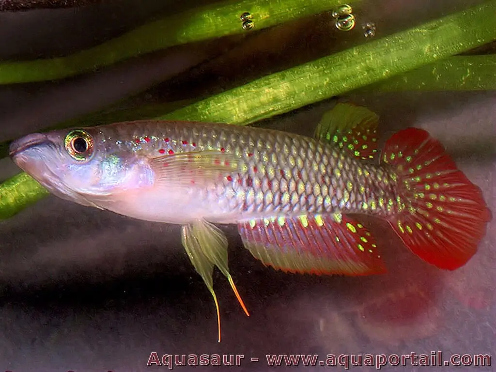 Aplocheilus lineatus (panchax rayé)