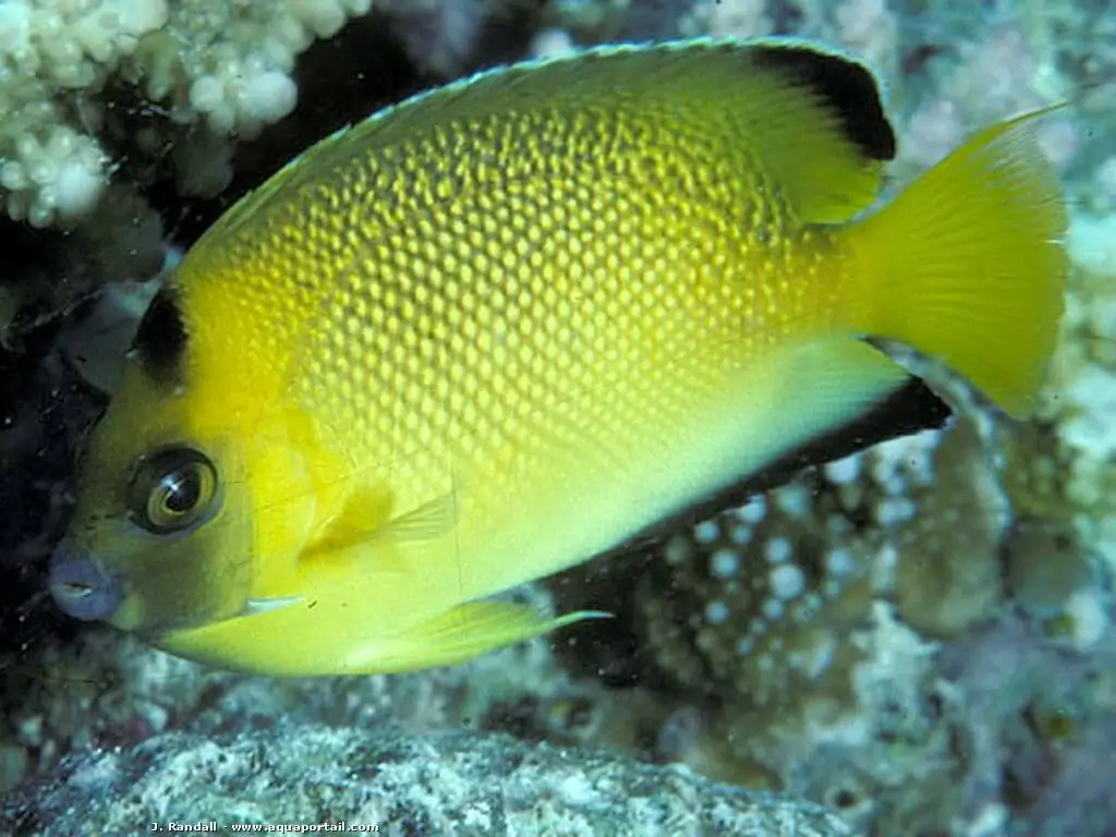 Apolemichthys armitagei (poisson-ange fumé)