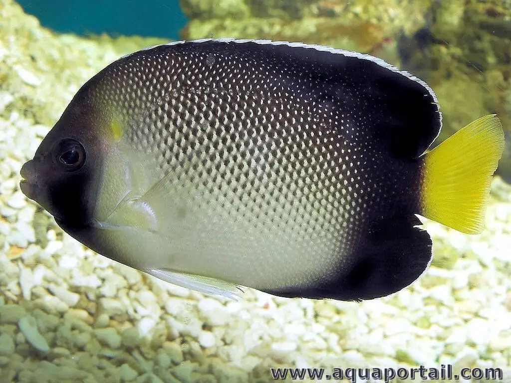 Apolemichthys xanthurus (poisson-ange à queue jaune)