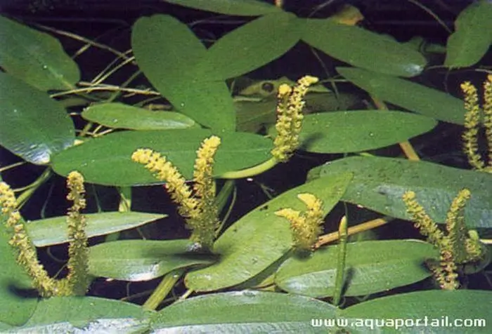 Aponogeton desertorum (aponogeton à épi tendre)
