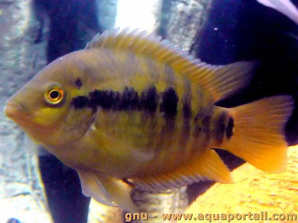 Herotilapia multispinosa (cichlidé arc-en-ciel)