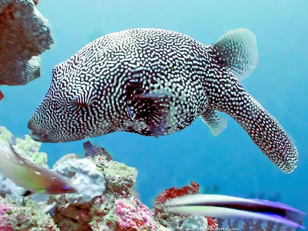 Arothron mappa (poisson ballon gribouillé)