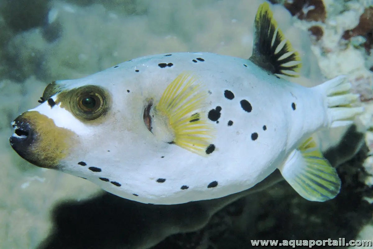 Arothron nigropunctatus (poisson ballon à tâches noires)