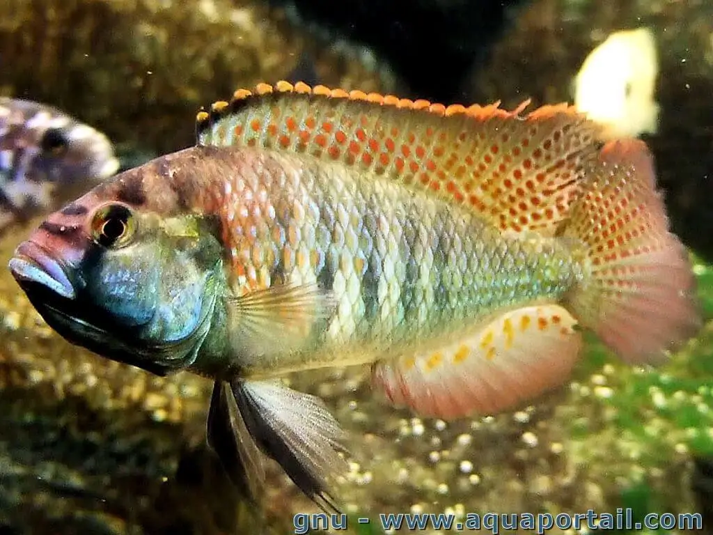 Astatotilapia calliptera