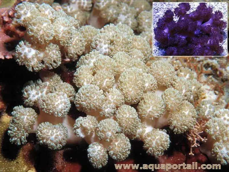 Asterospicularia randalli (asterospicularia sp)