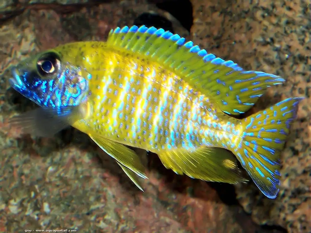 Aulonocara - JungleKey.fr Image