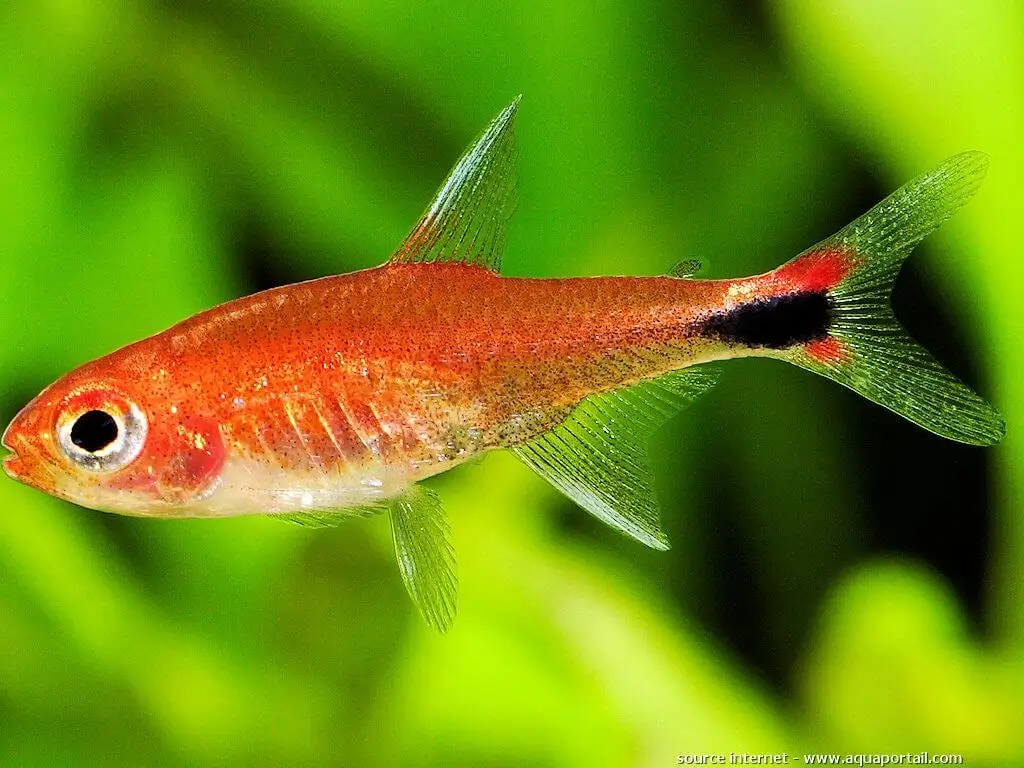 Axelrodia riesei (tétra semoule rubis)