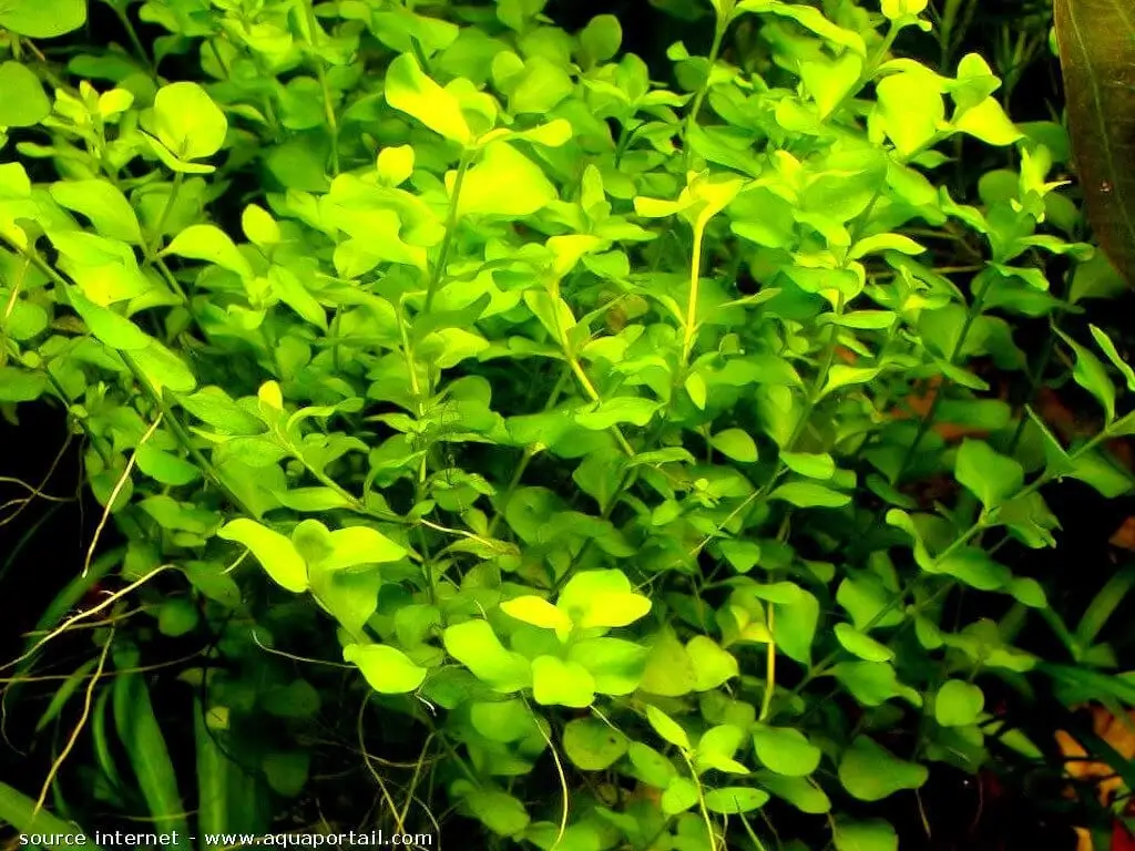 Bacopa Australis