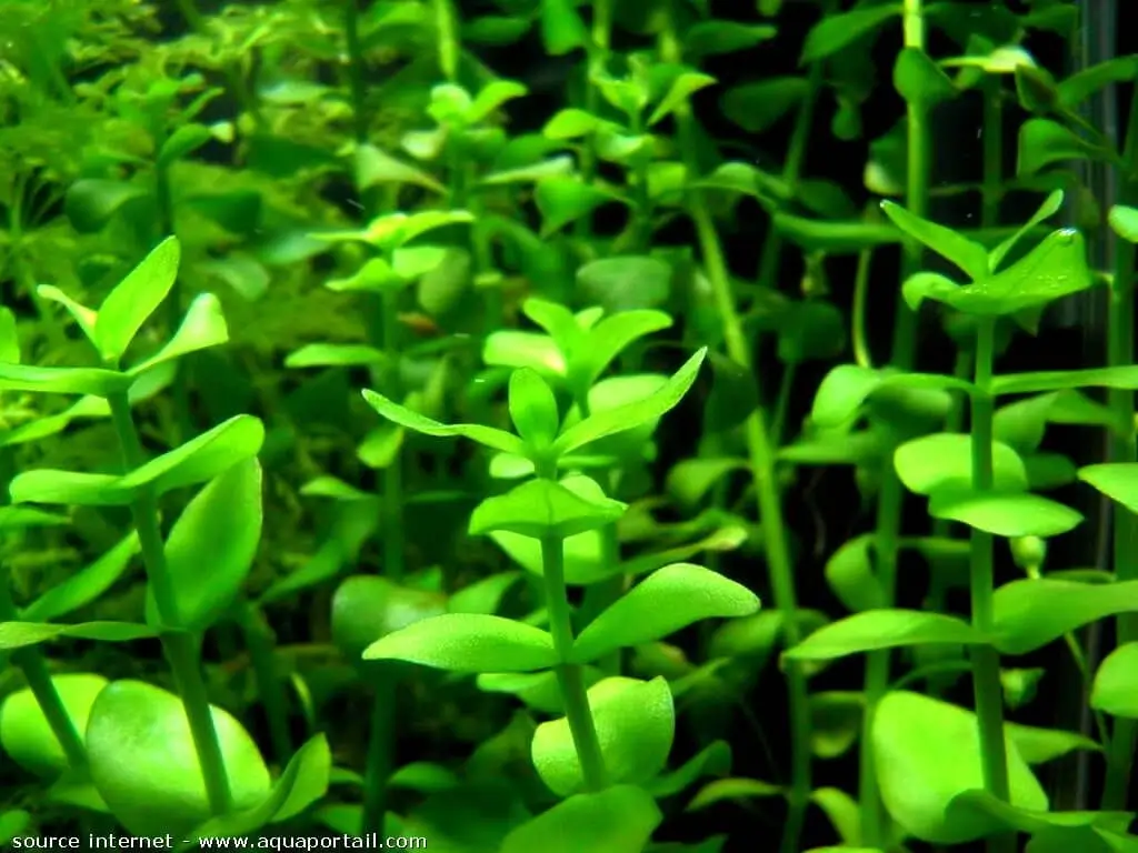 Bacopa caroliniana (bacopa de Caroline)