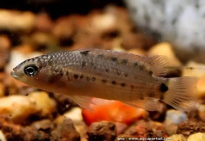 Badis assamensis
