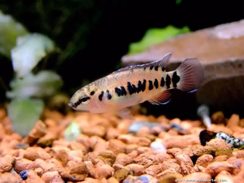Badis ferrarisi
