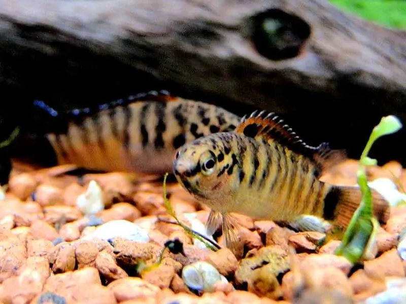 Badis juergenschmidti