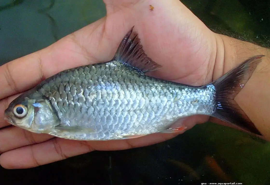 Barbonymus schwanenfeldii (barbus aluminium)