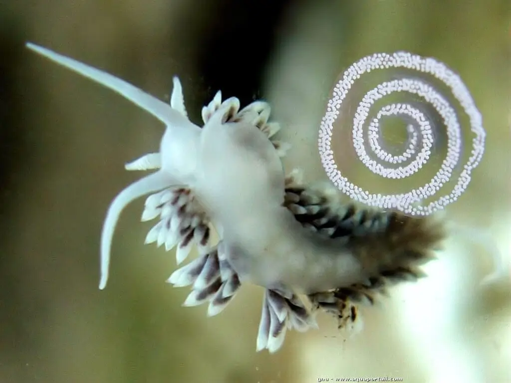Berghia verrucicornis (nudibranche berghia azurée)