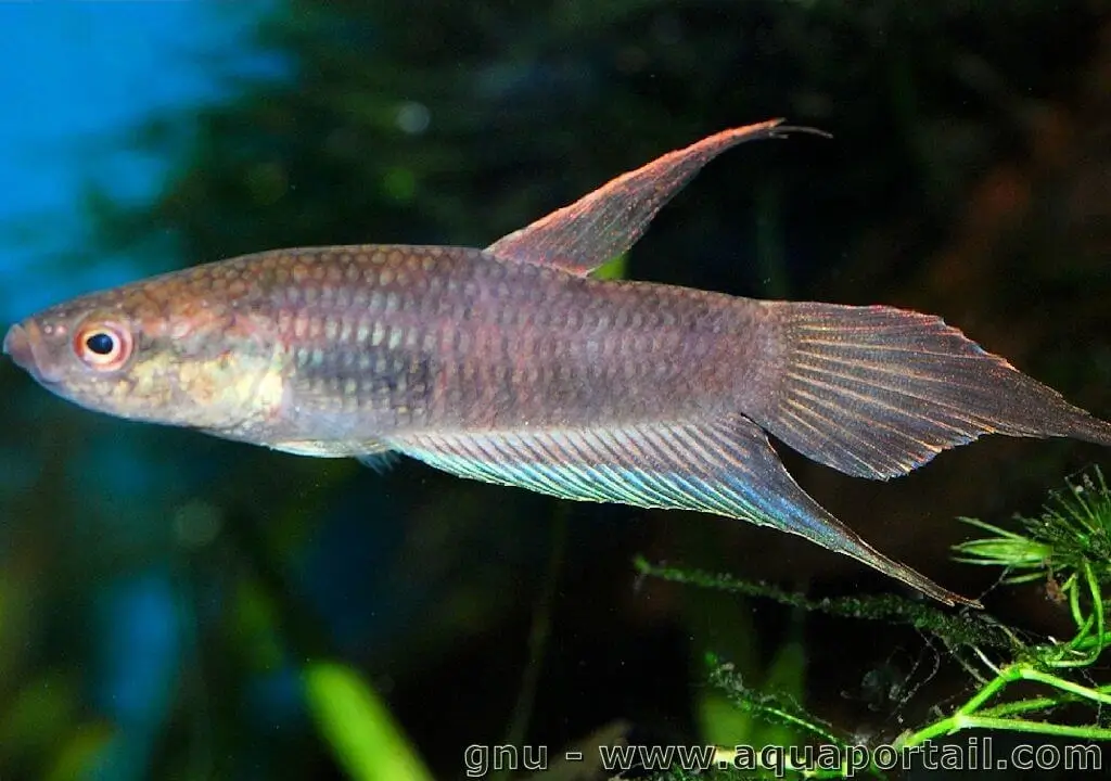 Betta dimidiata