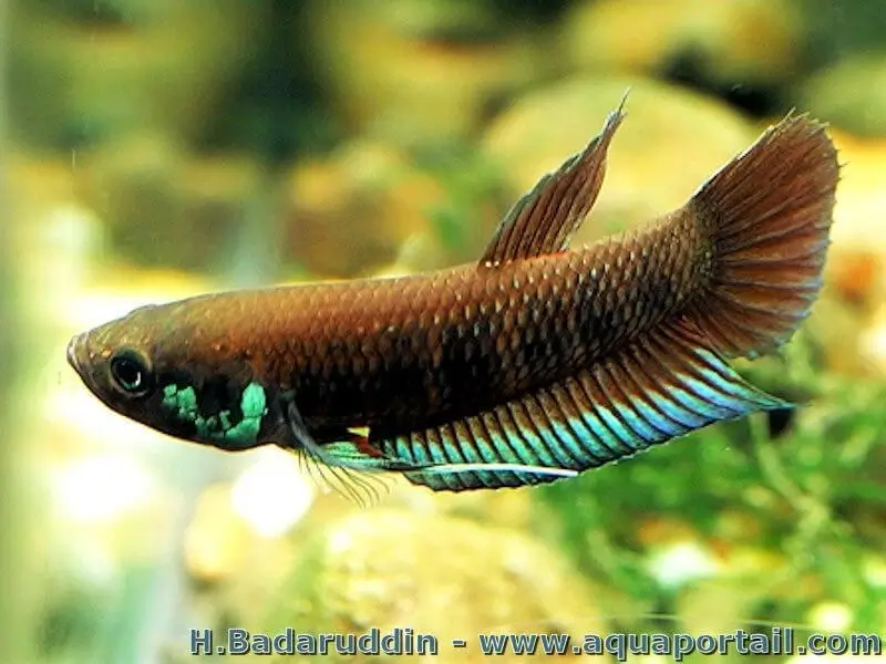 Betta krataios