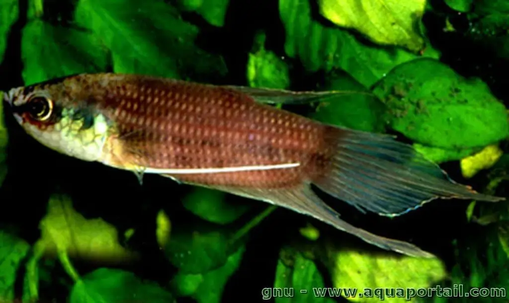 Betta schalleri