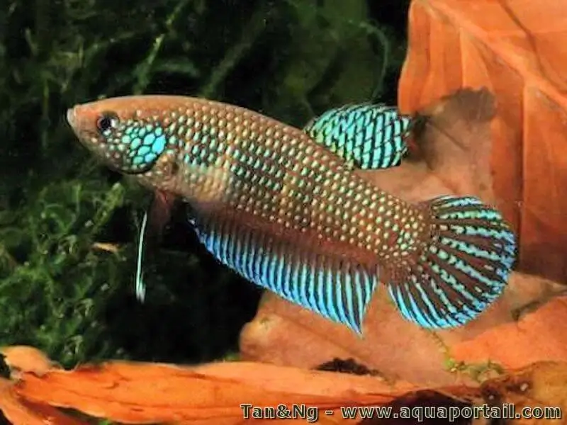 Betta stiktos