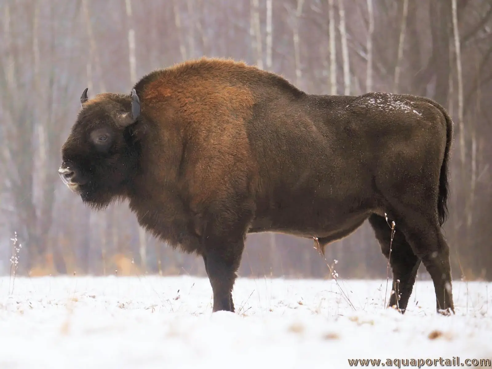 Bison bonasus (bison d'Europe)