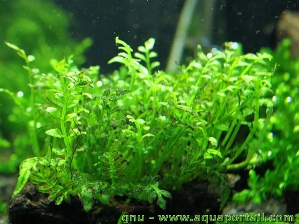 Bolbitis Heteroclita Care Guide – Planting, Growing, And, 53% OFF