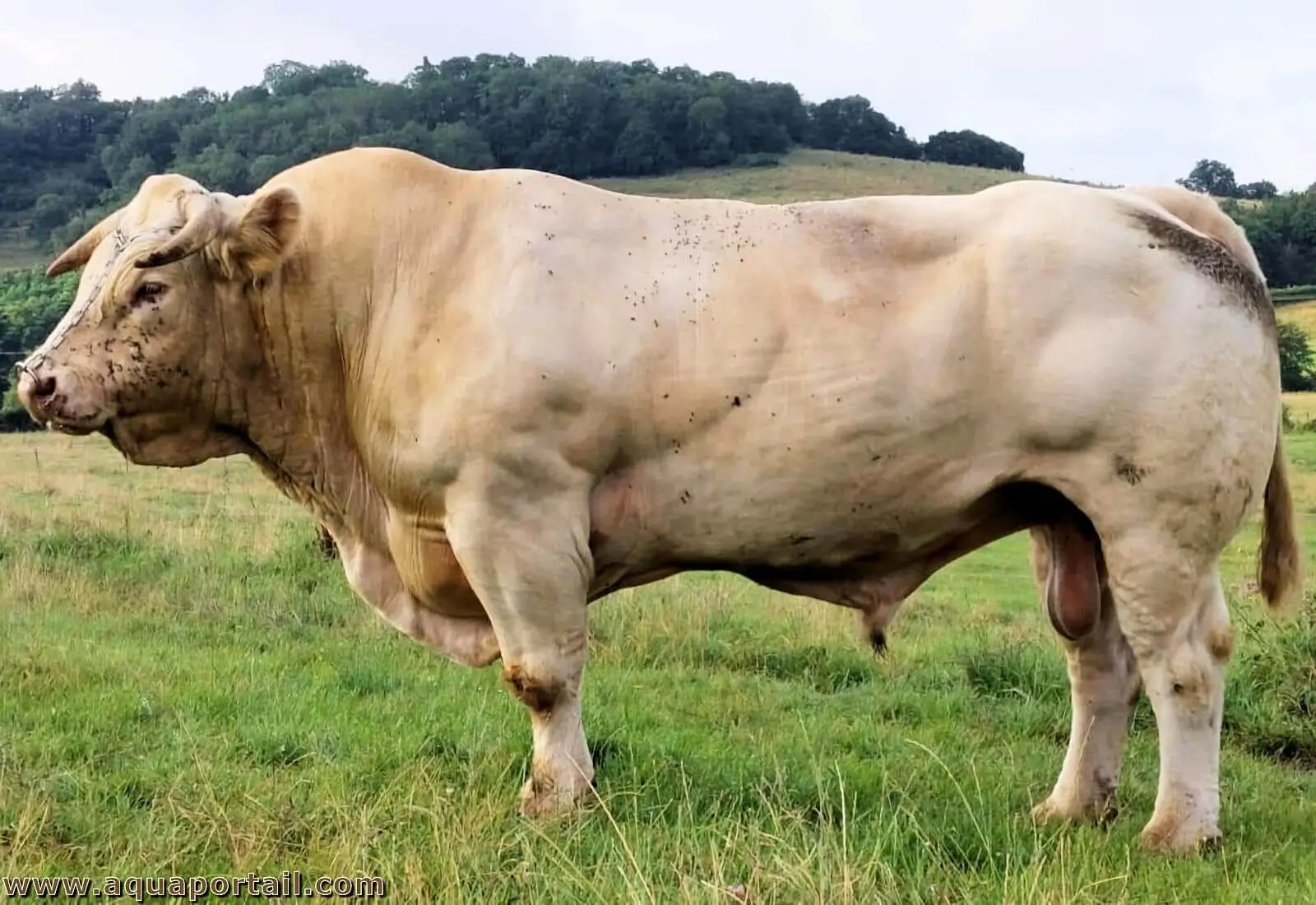 Bos taurus (boeuf domestique)