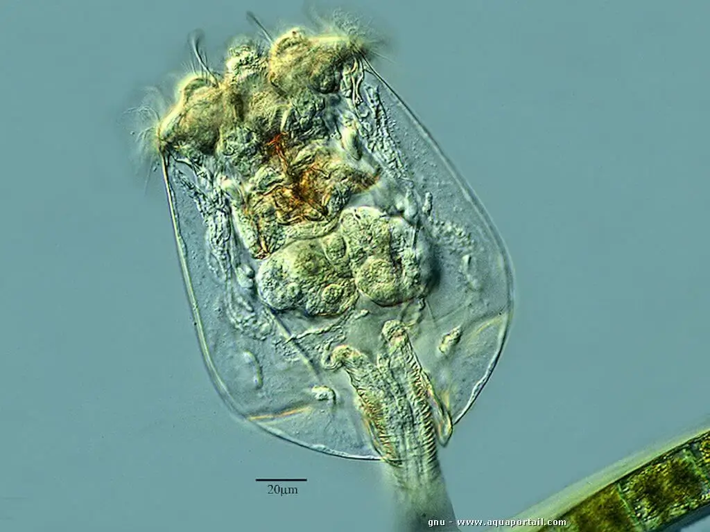 Eurotatoria (classe)