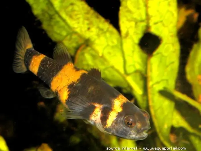Brachygobius xanthozonus (poisson abeille)