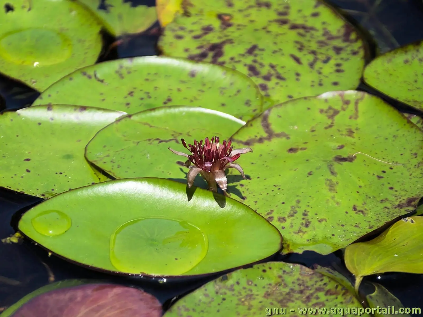 Brasenia schreberi (brasénie de Schreber)