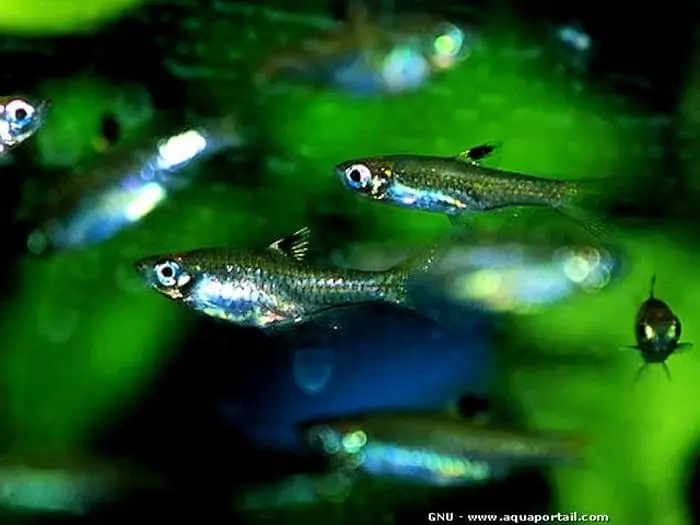 Brevibora dorsiocellata