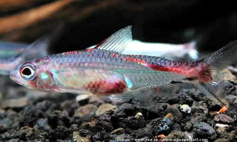 Brittanichthys axelrodi