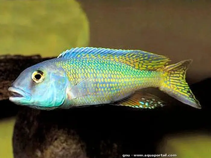 Buccochromis lepturus