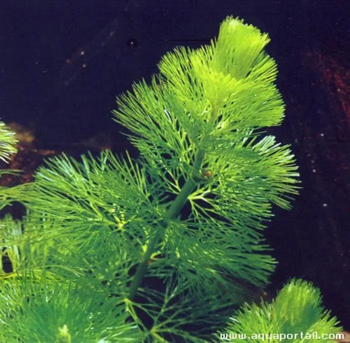 Cabomba caroliniana (cabomba de Caroline)