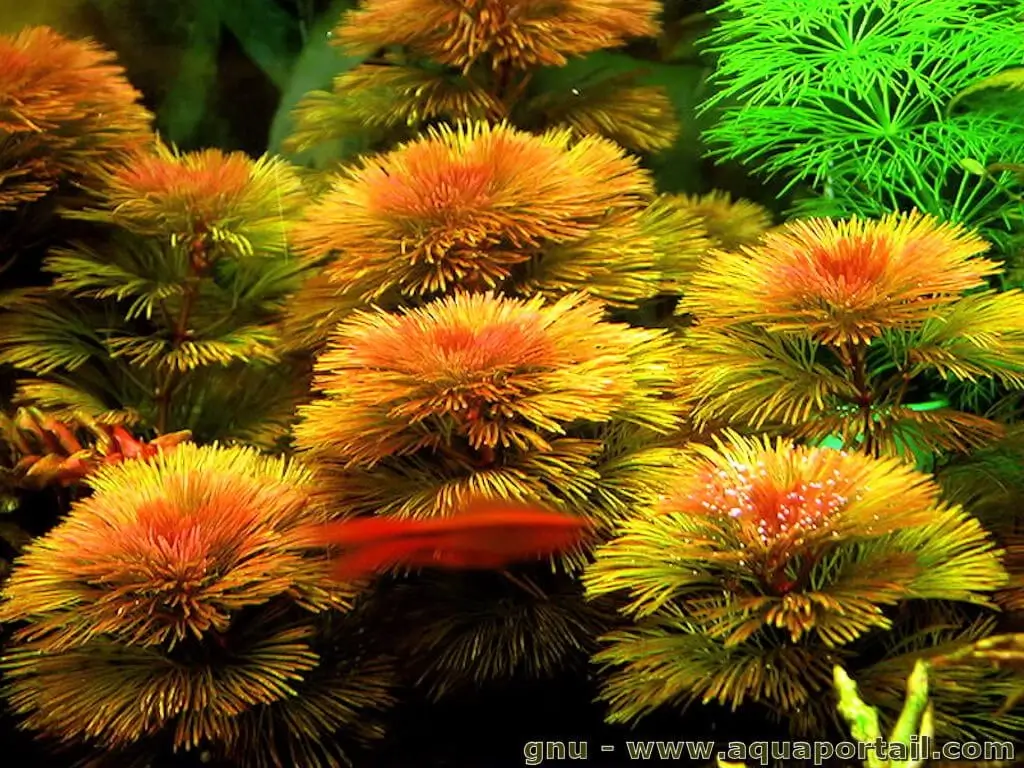 Les Cabombas – Mon Aquarium d'Eau Douce