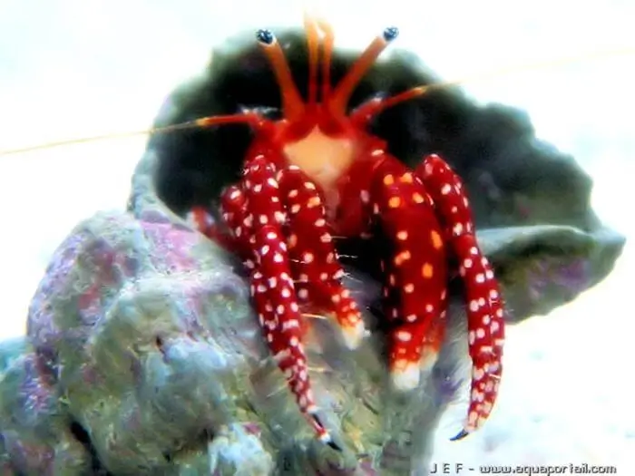 Calcinus argus (bernard-l'ermite à points blancs)