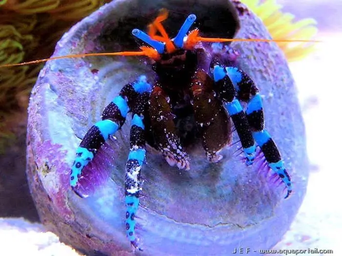 Calcinus elegans (bernard-l'ermite élégant)