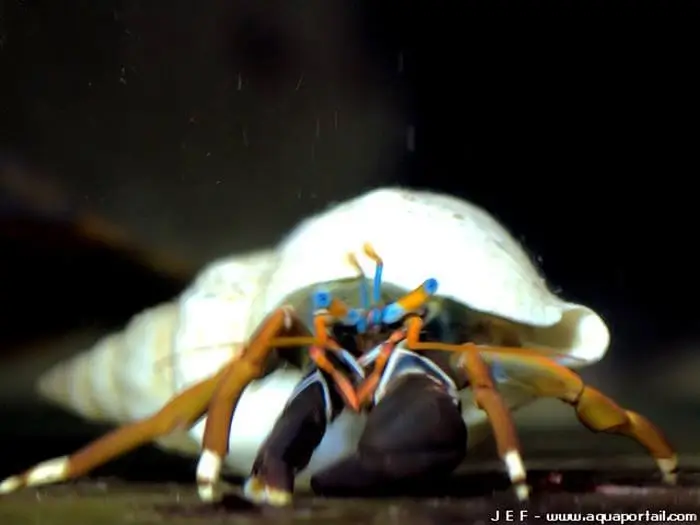 Calcinus laevimanus (bernard-l'ermite à grosse pince)