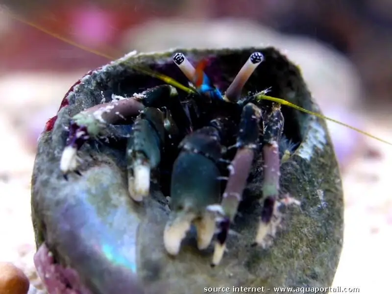 Calcinus laevimanus (bernard-l'ermite à grosse pince)