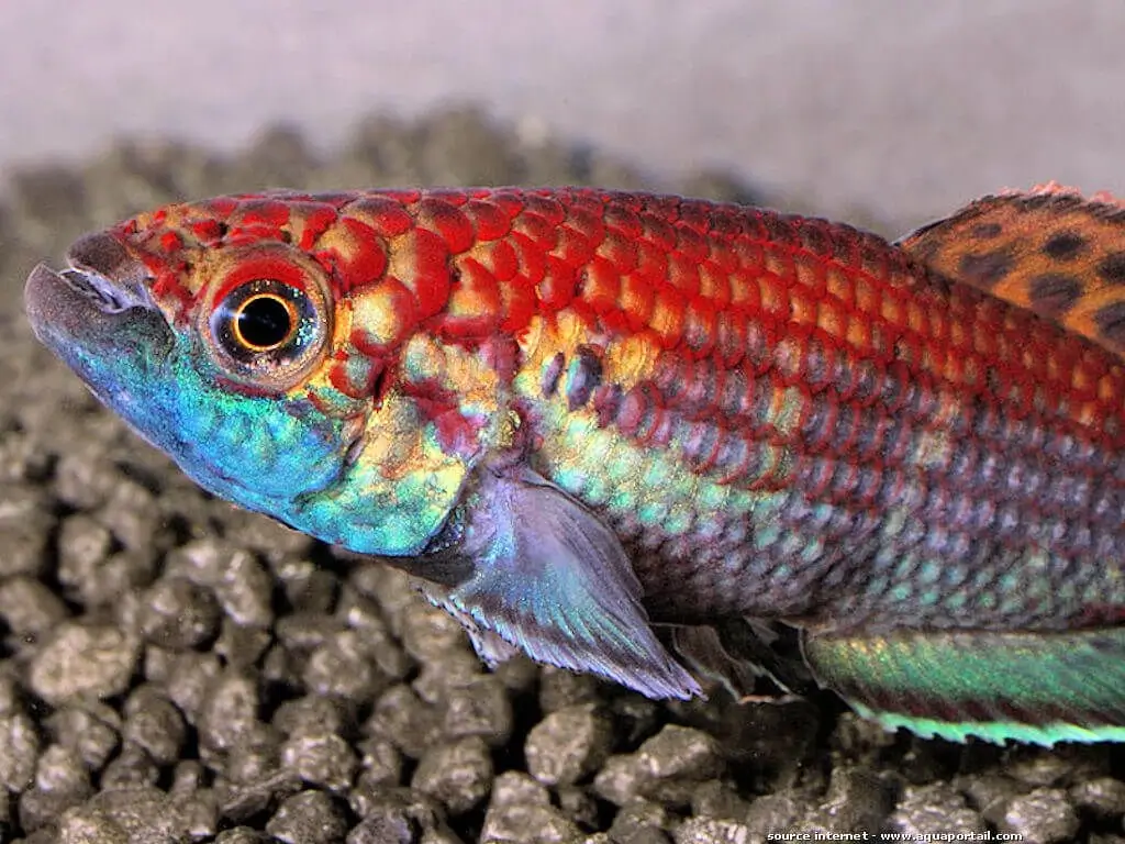 Callopanchax toddi (killi de Todd)