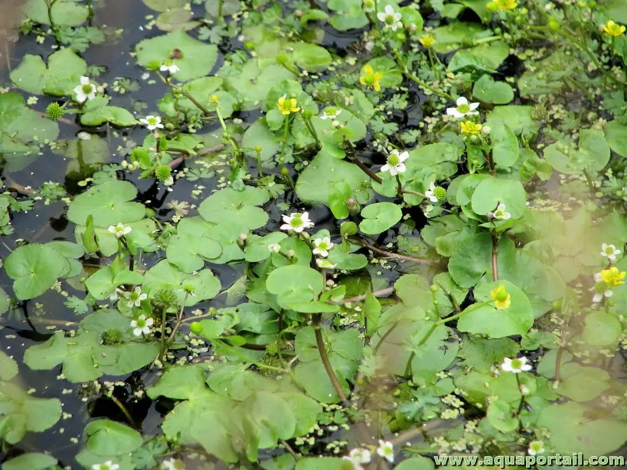 Caltha natans (populage flottant)