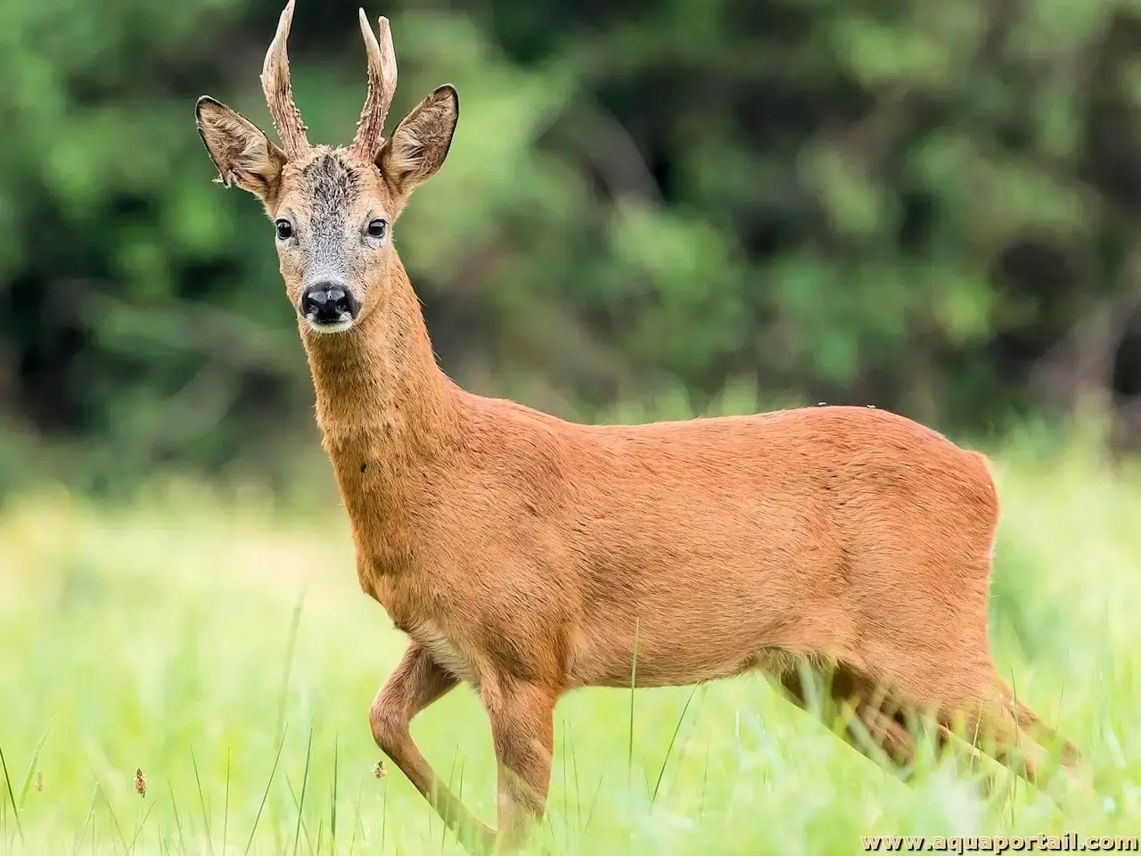 Capreolus capreolus (chevreuil)