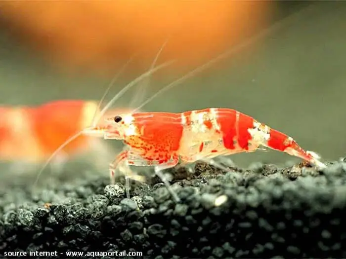 Caridina cantonensis var. Blue Tiger (Crevette bleue)