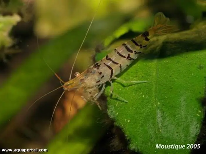 Caridina cantonensis var. Blue Tiger (Crevette bleue)