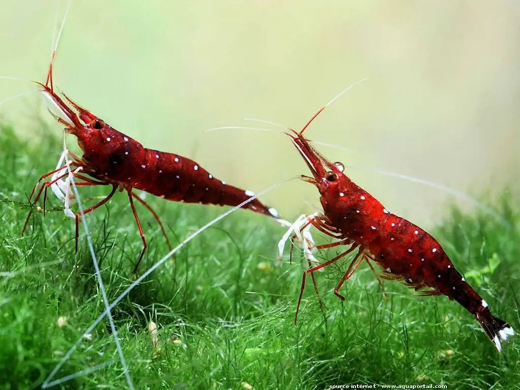 Caridina cantonensis var. Blue Tiger (Crevette bleue)