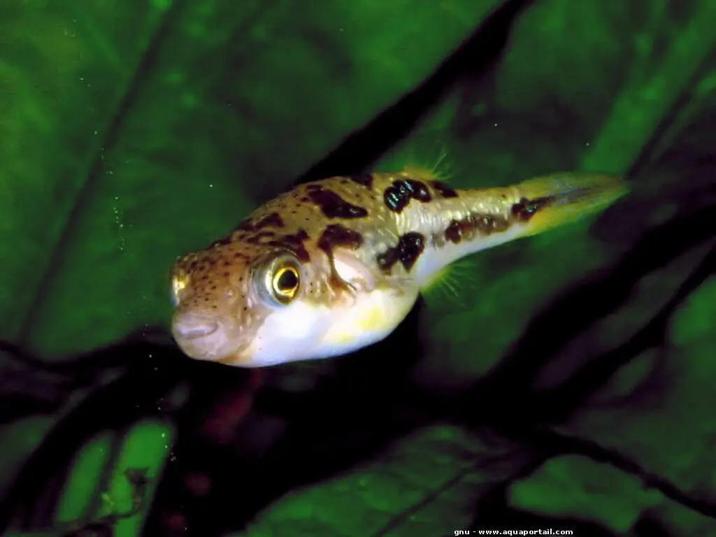 Carinotetraodon travancoricus (tétraodon nain)
