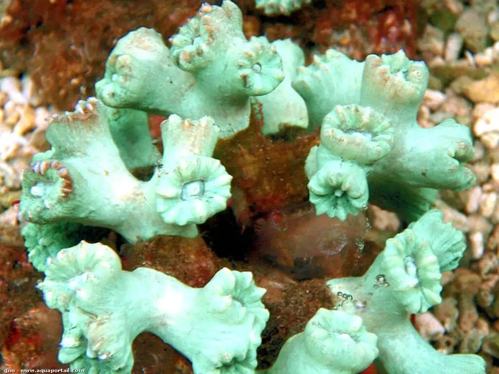 Caulastrea curvata (corail doigt)