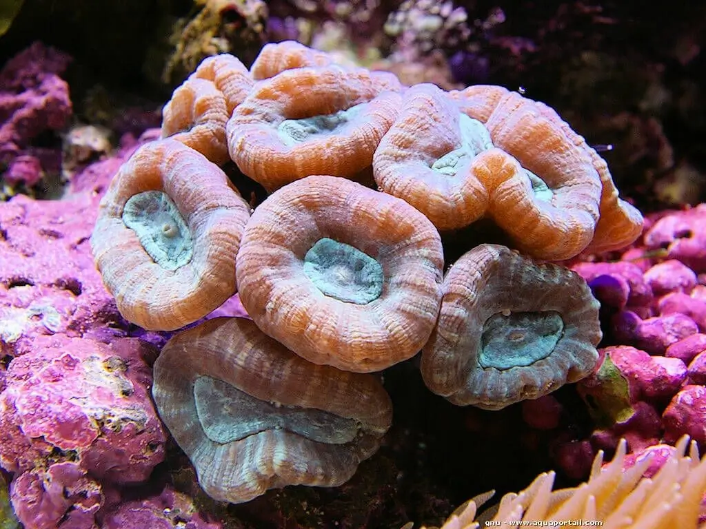 Caulastrea echinulata