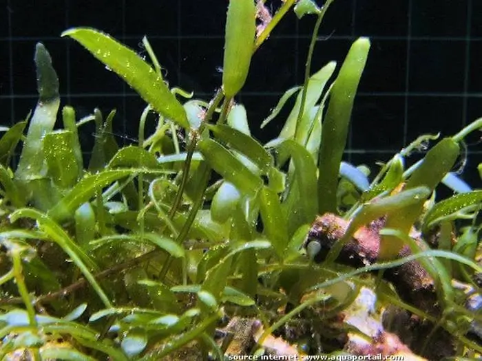 Caulerpa brachypus