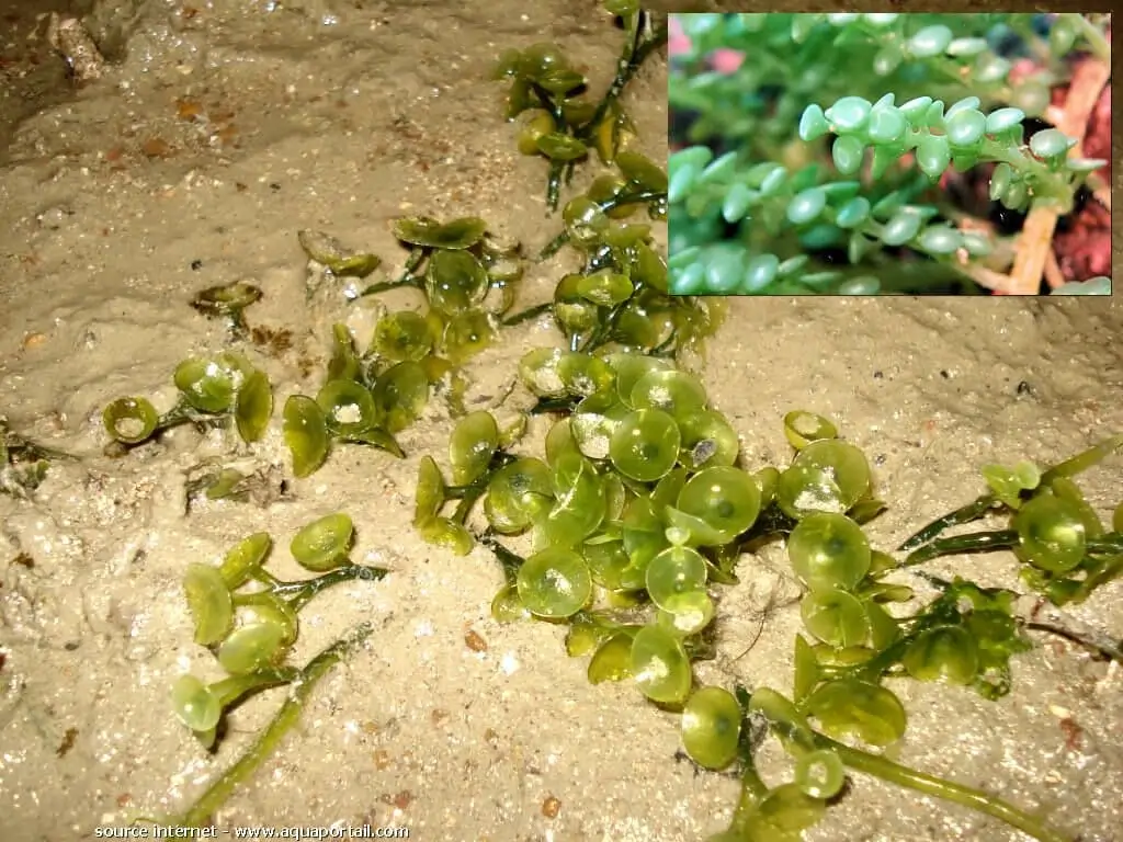 Caulerpa peltata