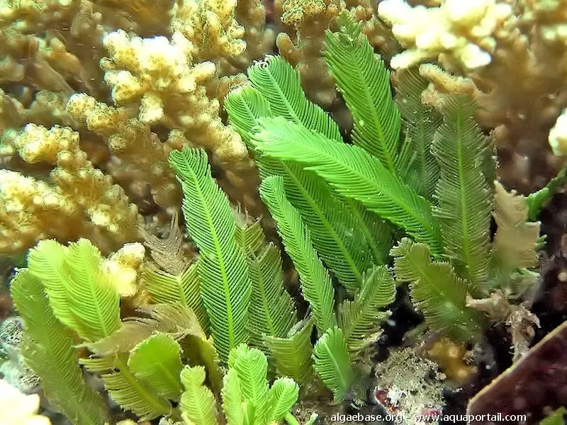 Caulerpa sertularioides
