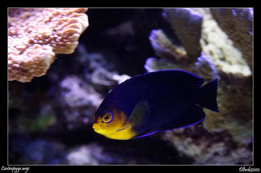 Centropyge argi (poisson-ange nain à tête jaune)